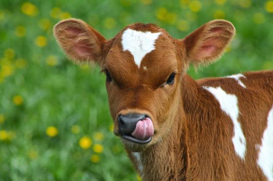 Calf Rearing - VetCARE Kaikoura
